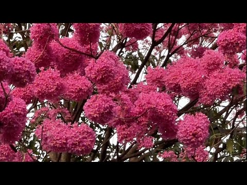Pink Ype Tree season! Amazing ! 💙💙🌸🌸🩷🩷 - YouTube