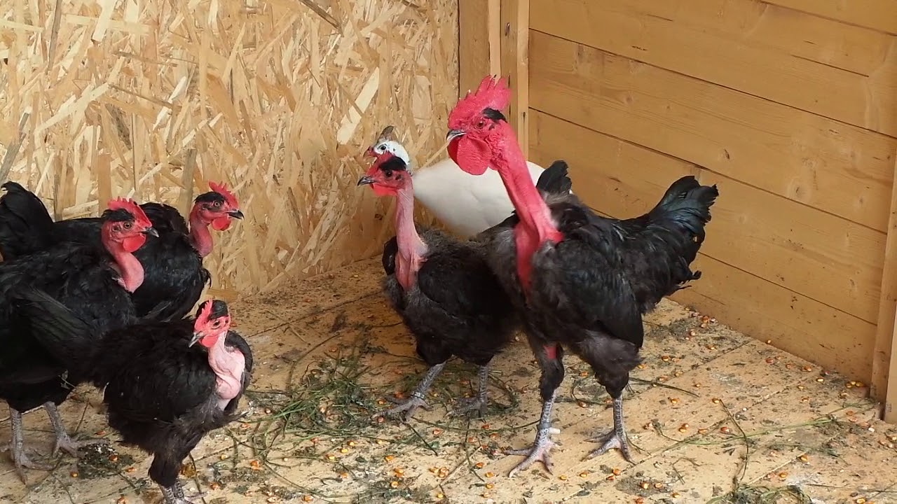 Chickens - YouTube