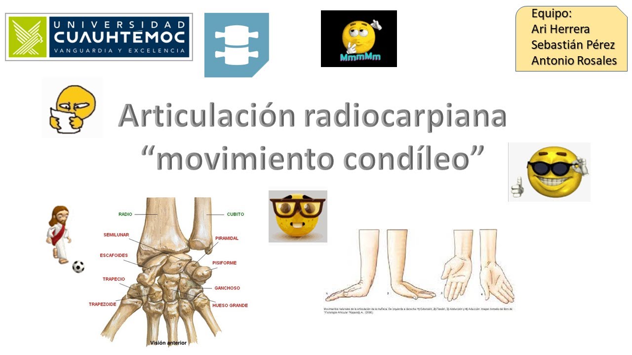 Articulación radiocarpiana “movimiento condíleo” - YouTube
