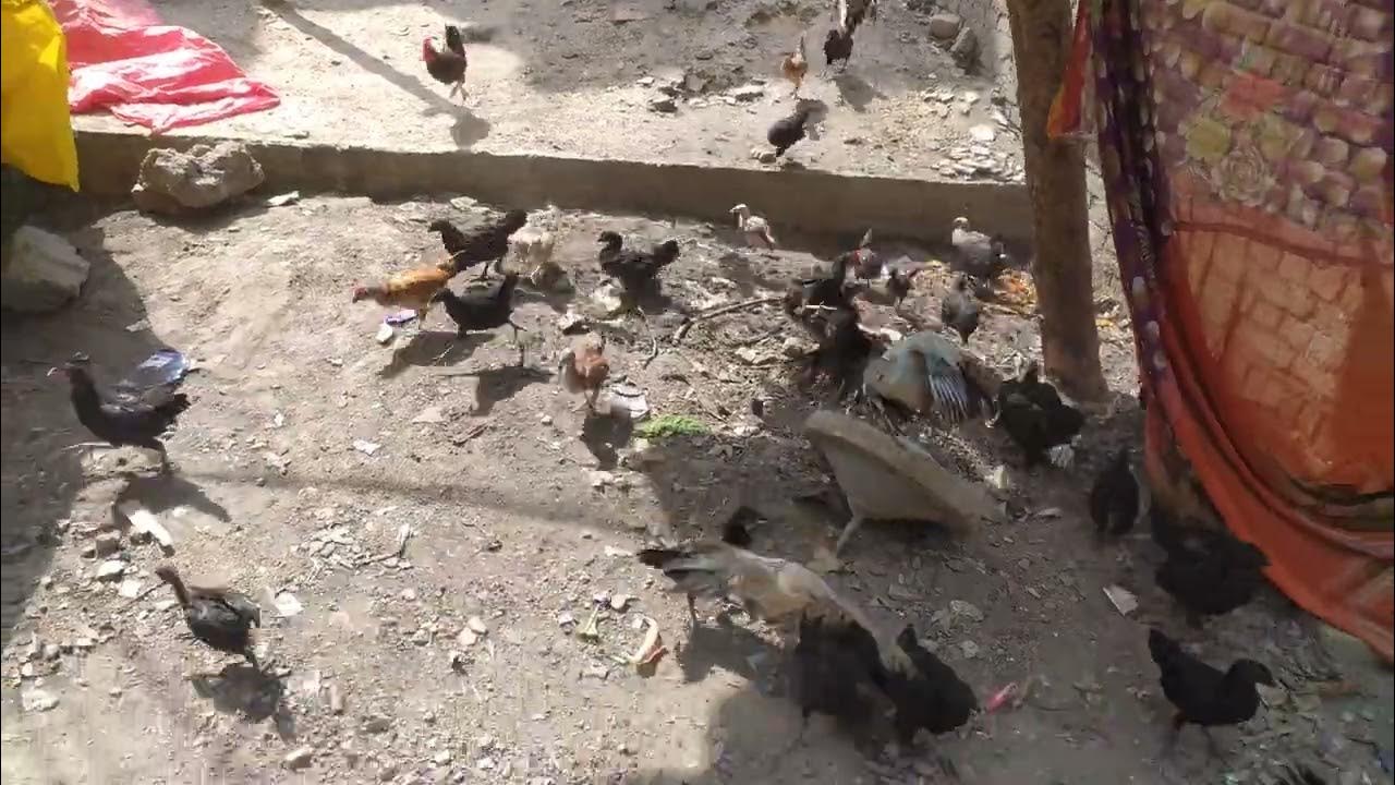 Pure red jungle fowl, home fowl with pure breed, bantam, seram, aseel chicks, and fast kadaknath ...