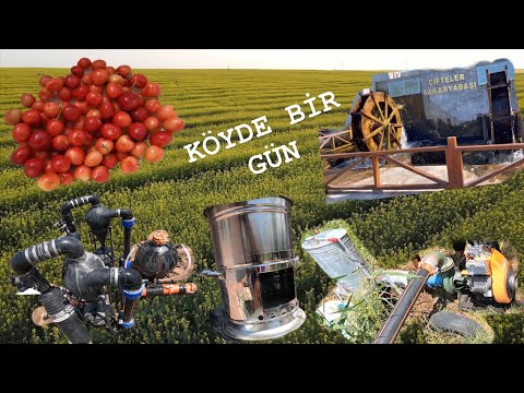 KİRAZ TOPLADIK!🍒SULAMAYA SON GAZ DEVAM! FEYZA ARABA SÜRMEYİ ÖĞRENİYOR! YENİ SEMAVER! SAKARYABAŞI 💦