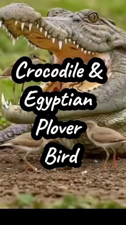 Crocodile & Egyptian Plover Bird #crocodile #egyptianplover #symbiosis ...