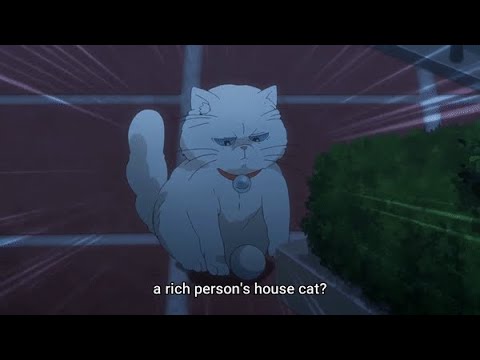 The House Cat & Security Guard - YouTube
