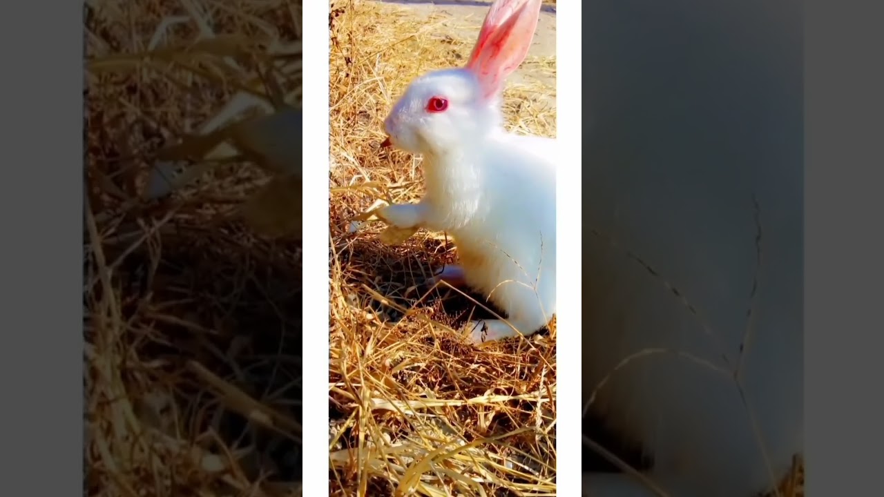 cute rabbit ♥️ ️🐰🐰 #viral #youtubeshort #rabits - YouTube