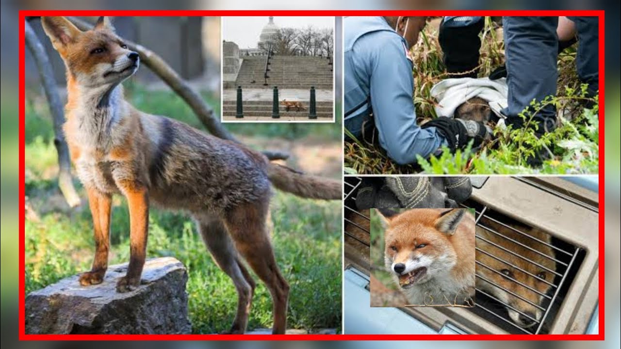 FOX WITH RABIES FOUND IN WOODCREEK - YouTube
