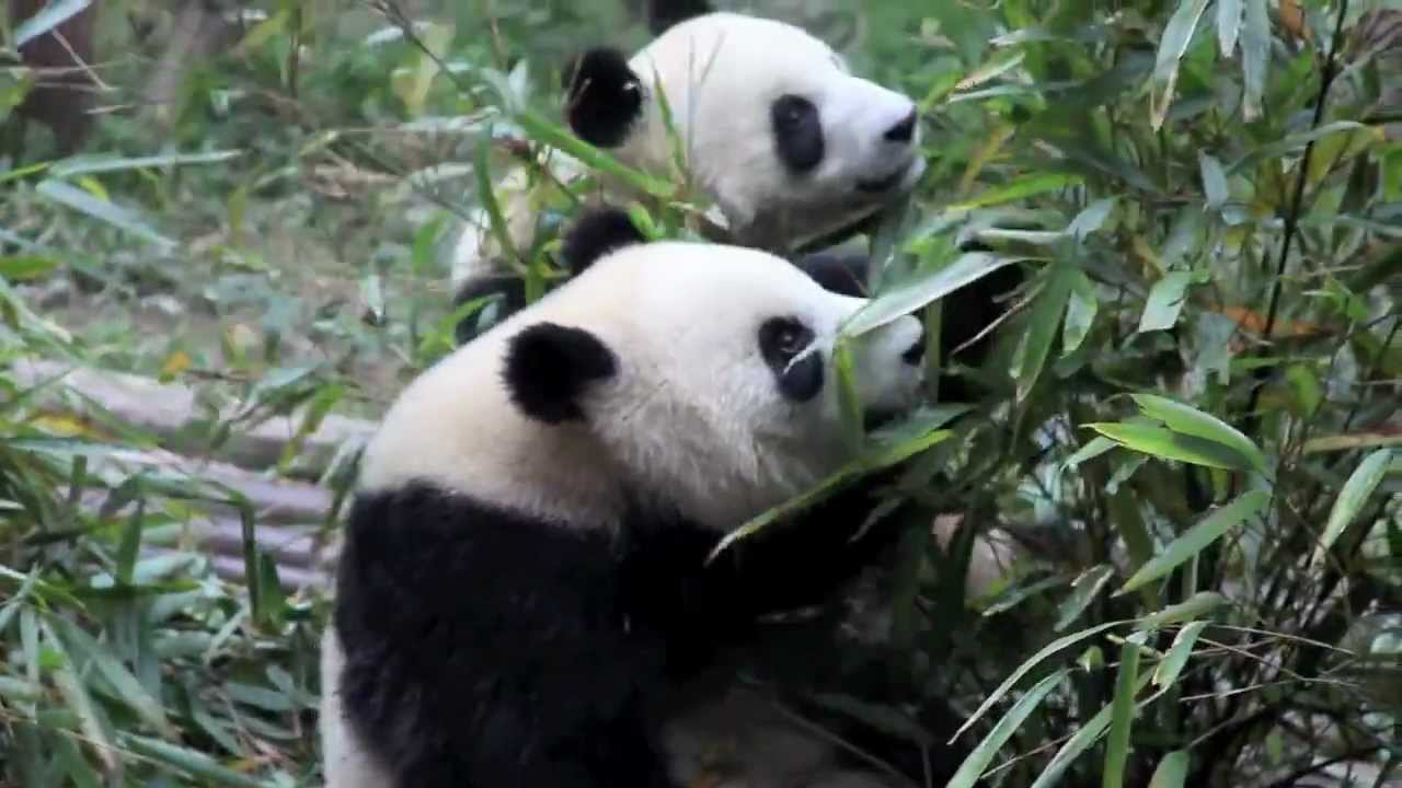 Kissing a Panda - YouTube