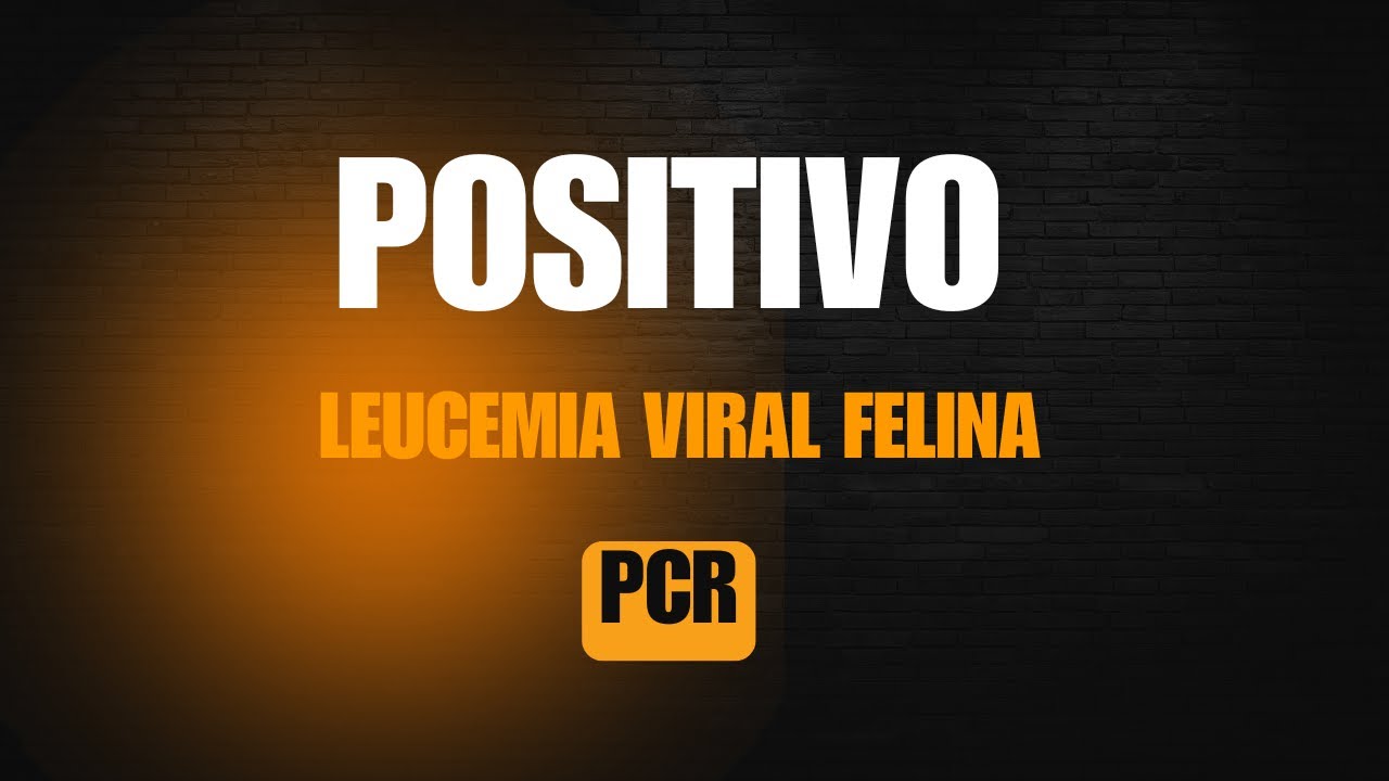Interpretación de un Resultado de PCR POSITIVO a FELV - YouTube