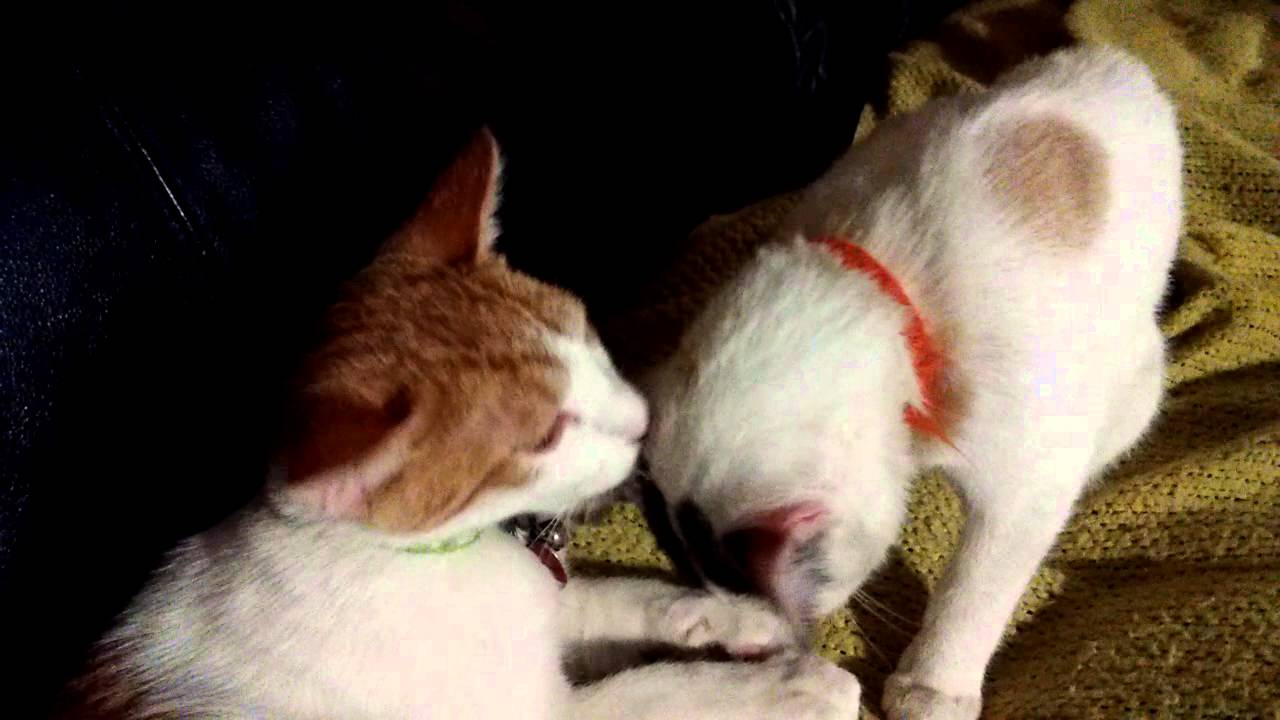 Kittens Spit and a Lick time meow - YouTube