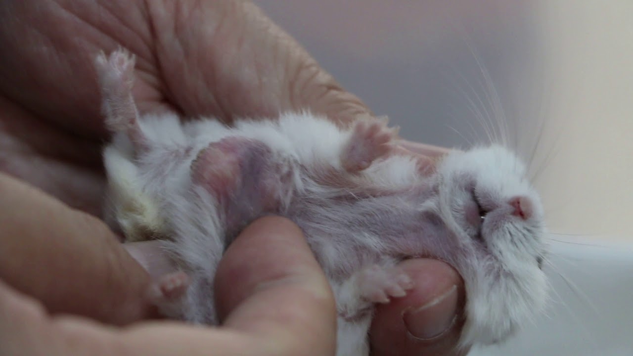 A female dwarf hamster has a large inguinal abscessed lump - YouTube