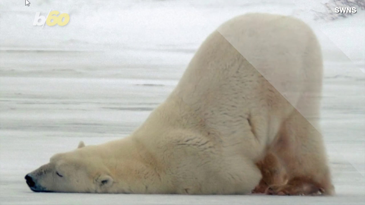Lazy Bear! Photographer Captures Polar Bear That Seemingly Has a ...