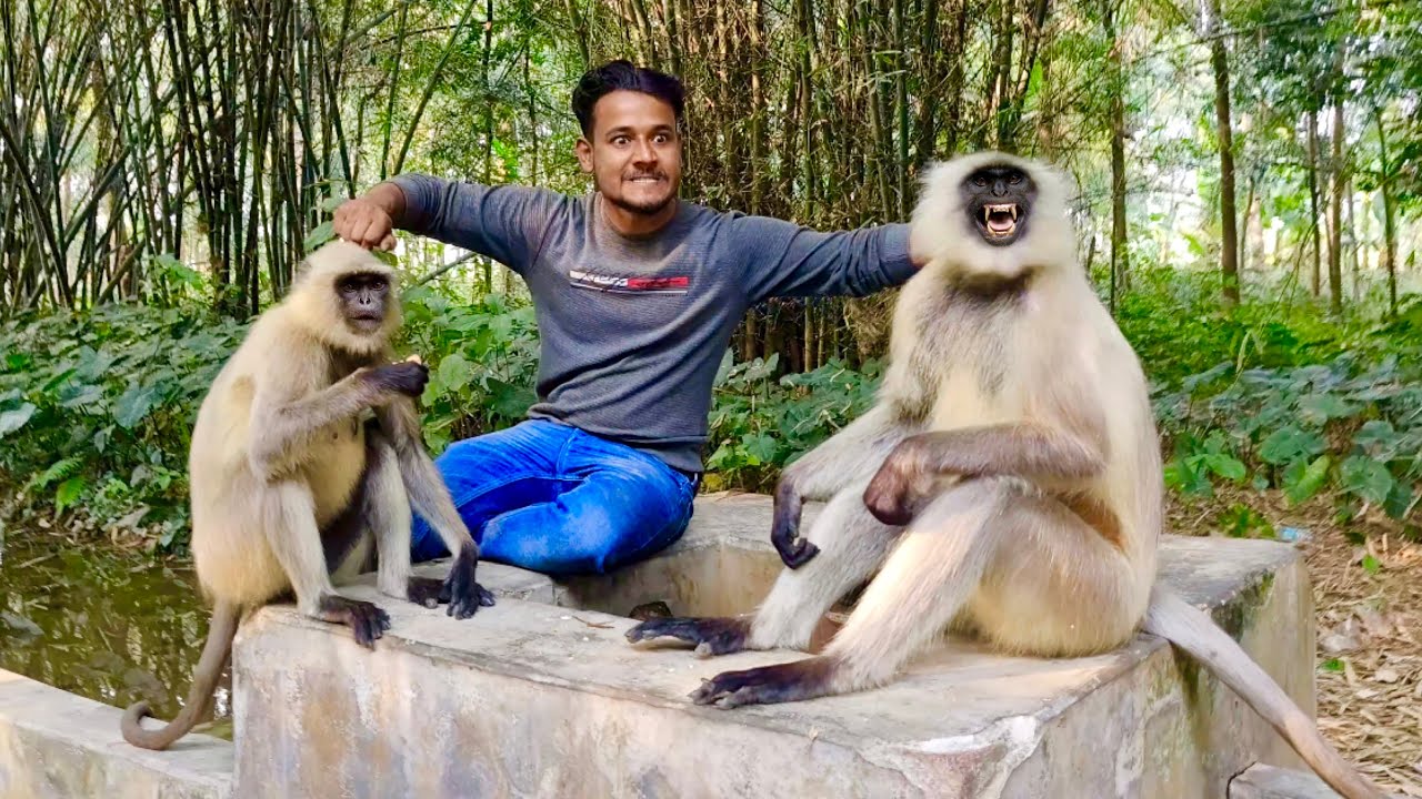 Funny moments with angry monkey || Angry man vs Hungry Monkey || Mobi Ashique - YouTube