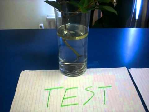 Plant Transpiration Experiment - YouTube