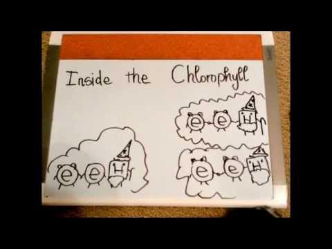 Photosynthesis - A Stop motion Story - YouTube