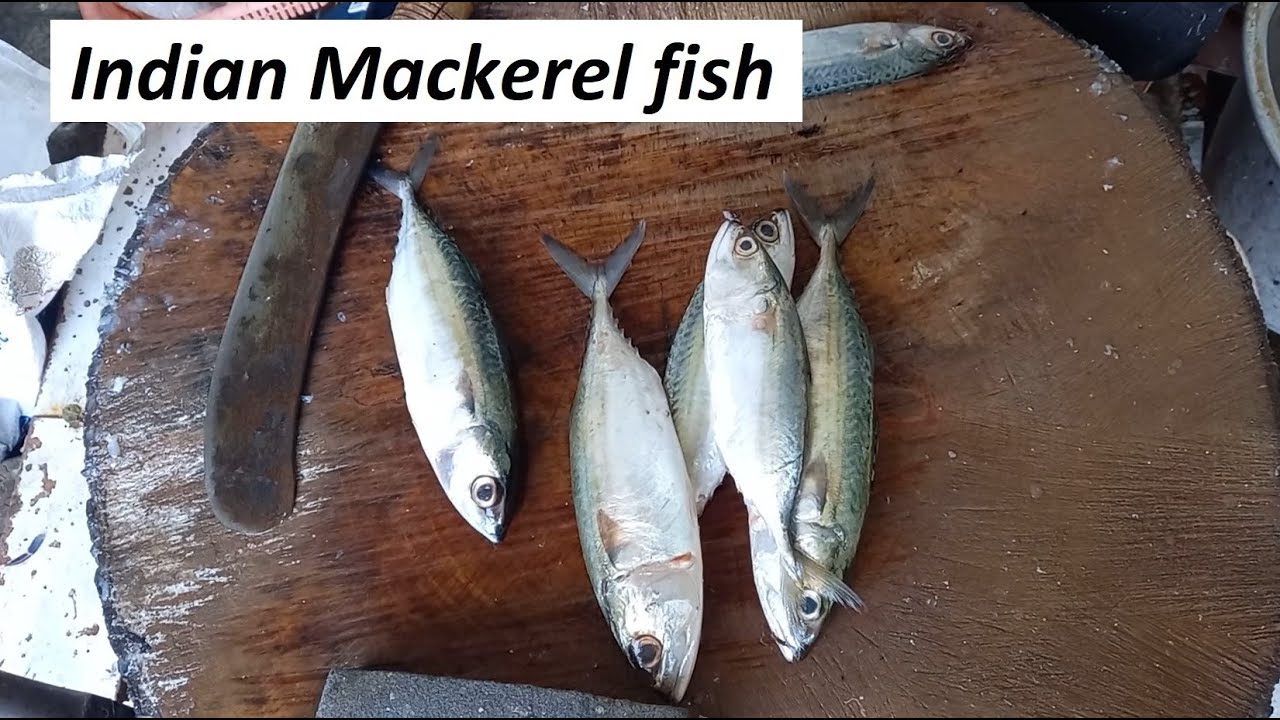 Indian Mackerel Fish