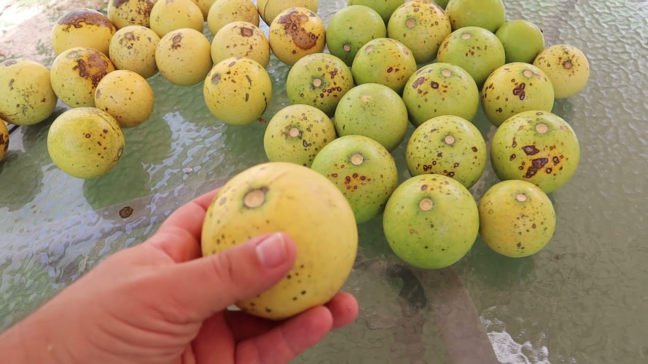 Monkey Orange Fruit Eating - Exotic Fruit Tree (Strychnos spinosa ...