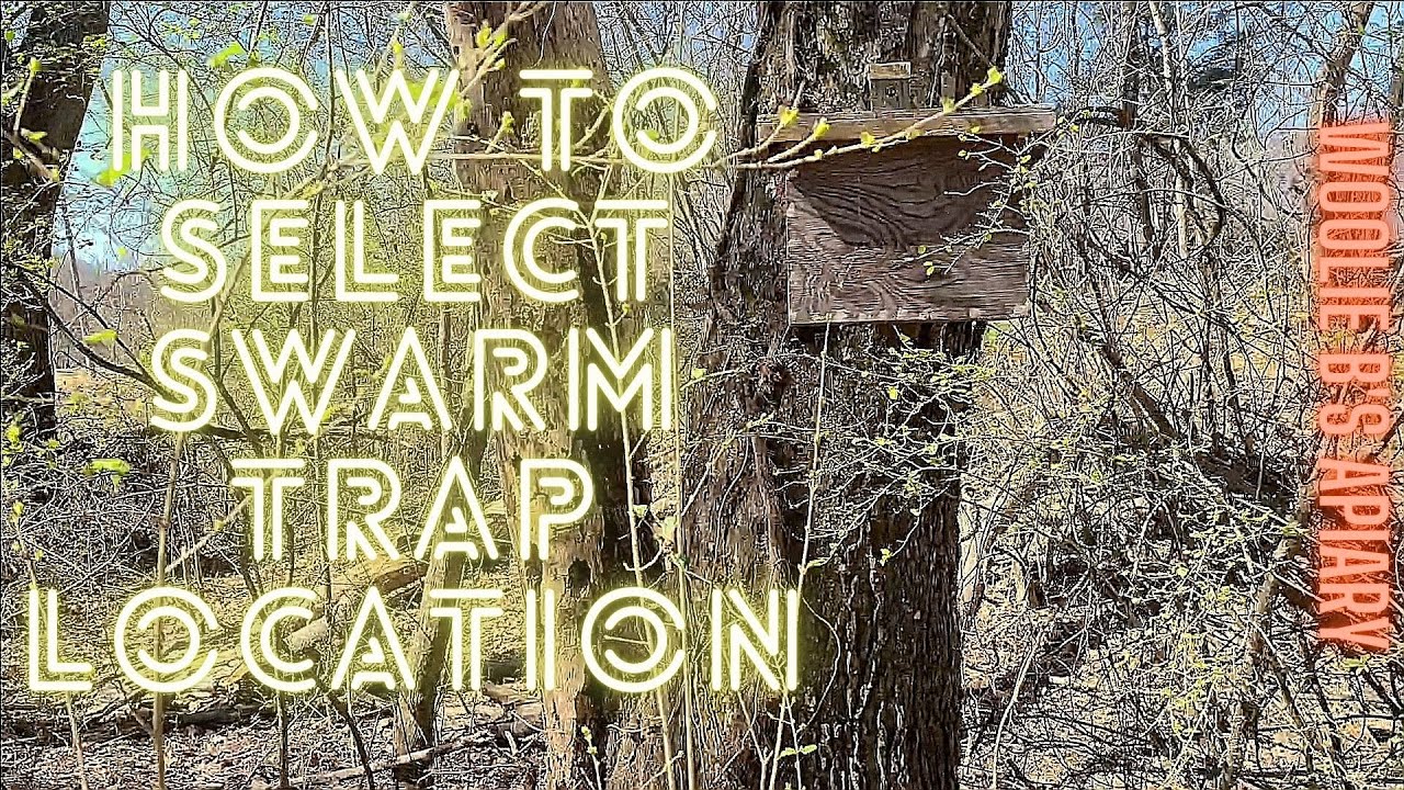 How to select a swarm trap location March 2021 - YouTube