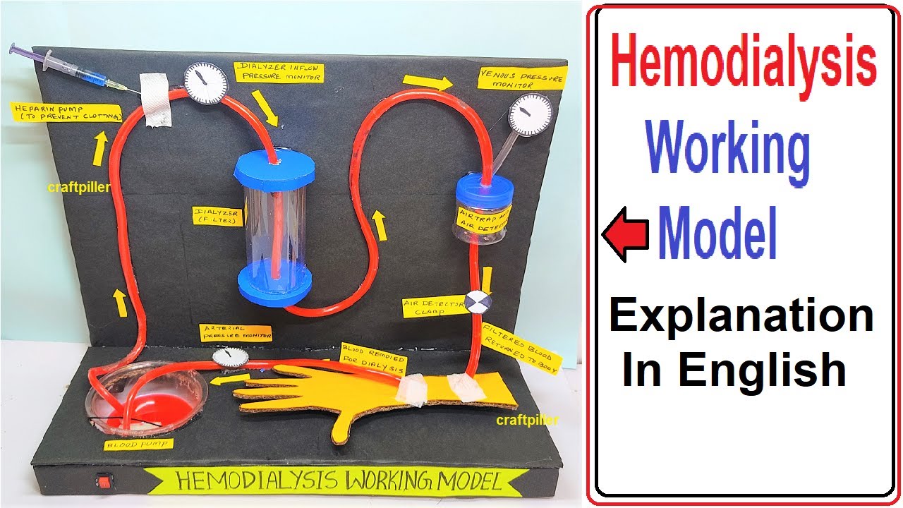 hemodialysis working model explanation in english in detailed way ...
