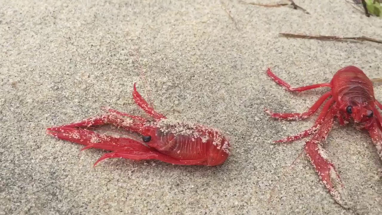 Many washed ashore, Crabs, craw fish, lobsters, - YouTube