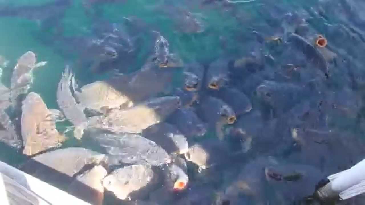 Giant carp fish at Mead Lake, Nevada - YouTube