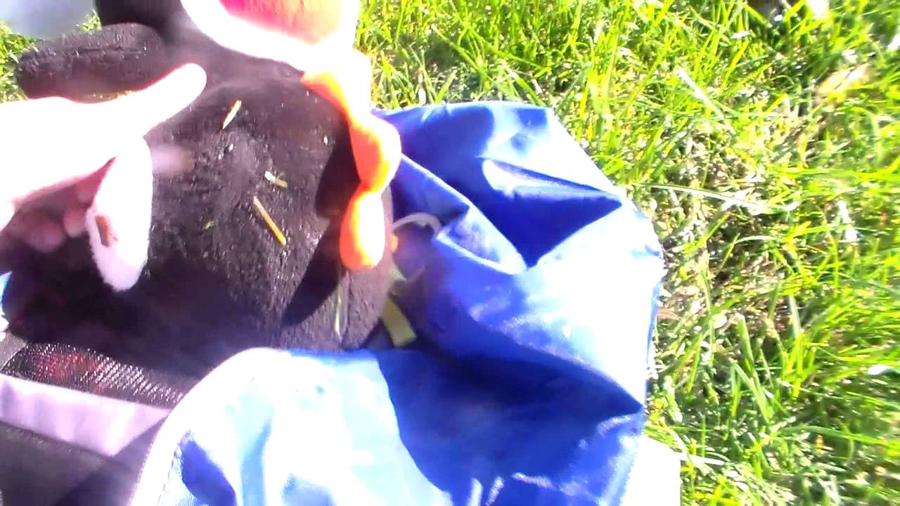 NOSHELL IGGY AND COUSIN IGGY ADVENTURES SEASON 1 EPISODE 6 - YouTube