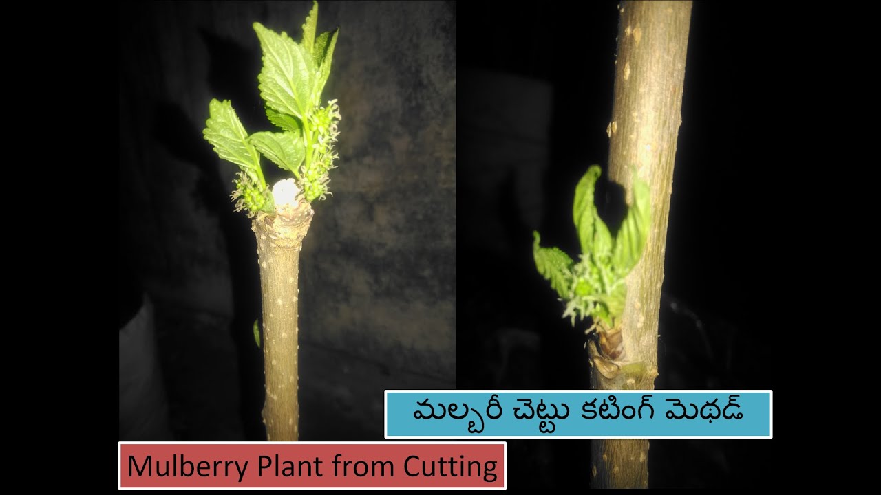 How to grow Mulberry from Cutting ||Tips of Mulberry Plant Nutritional ...