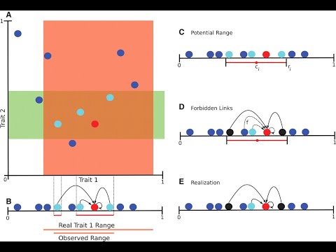 The structure of marine food webs – Models of food webs