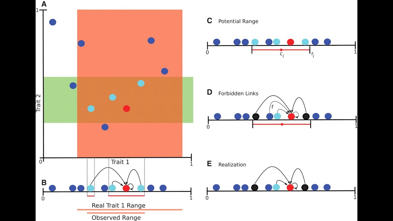 The structure of marine food webs – Models of food webs - YouTube
