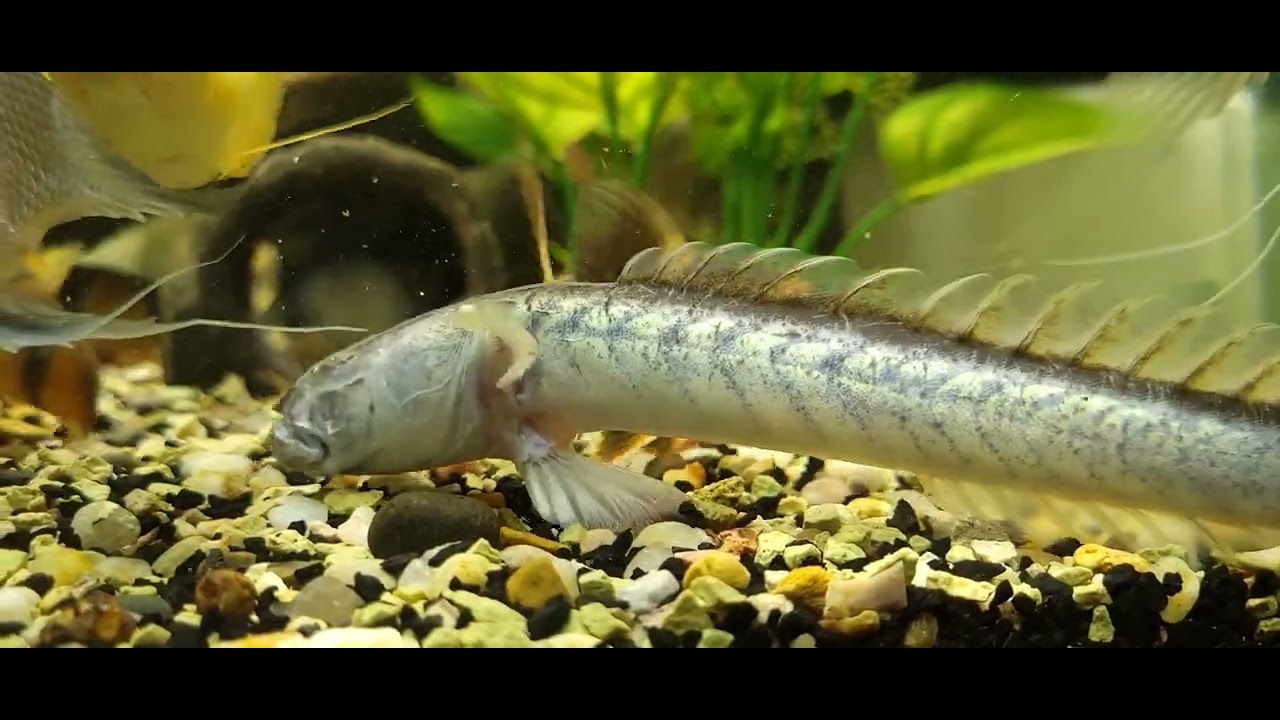 dragon goby - YouTube