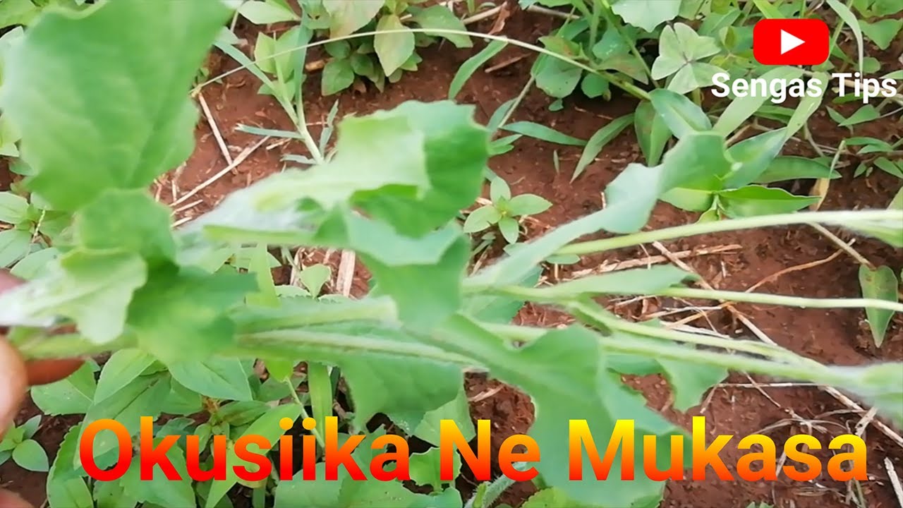 Visting the Bush Series Episode 01- With Mukasa. | Okusiika Enfuli Ne ...