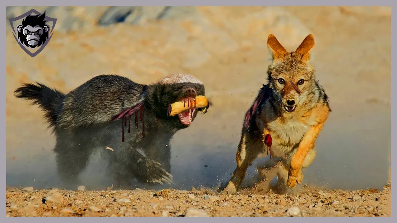 10 Brutal Moments! When Honey Badgers Fight Until Their Last Breath ...