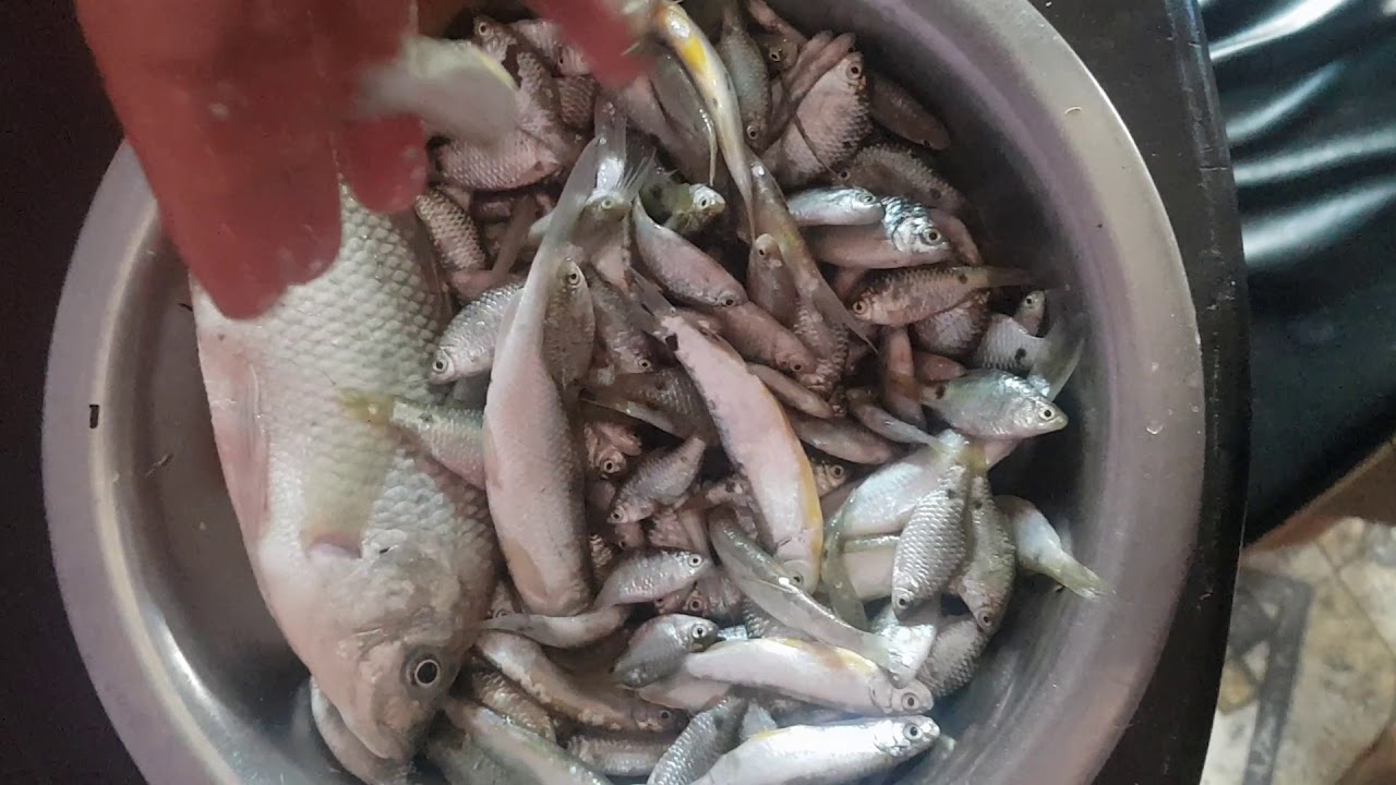 Narayani river fish - YouTube
