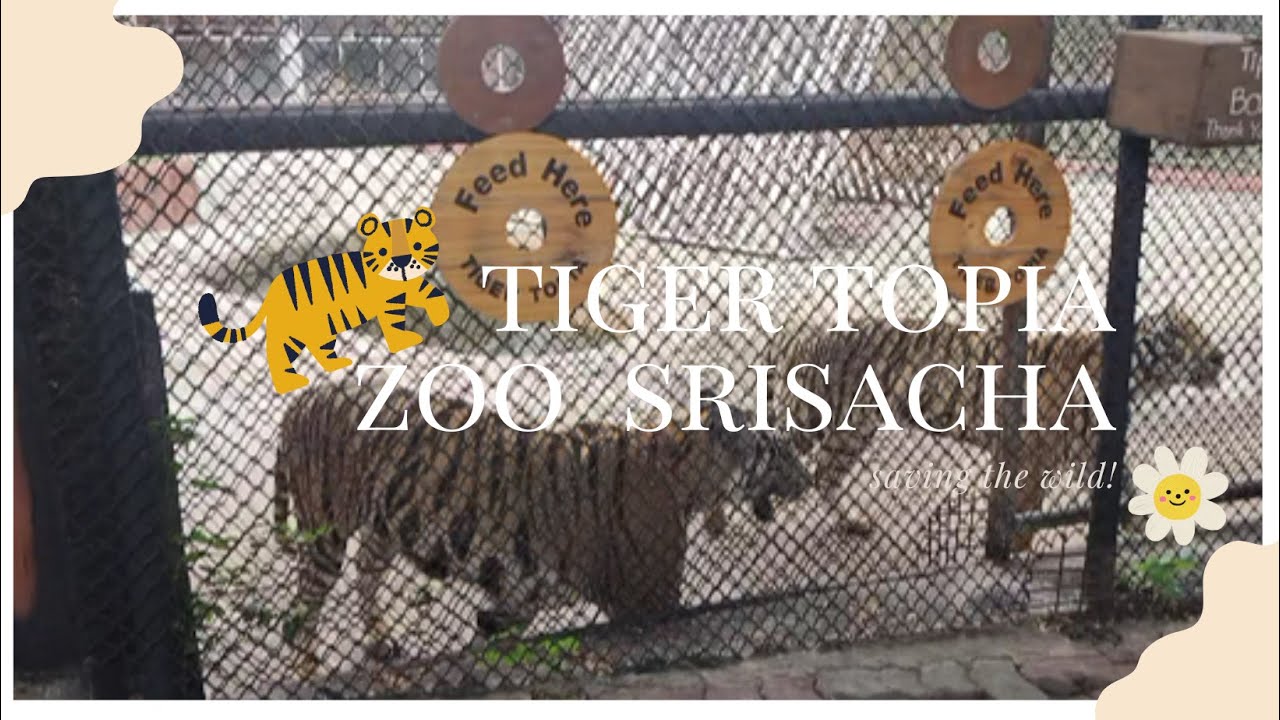 Tiger Topia Zoo ศรีราชา - YouTube