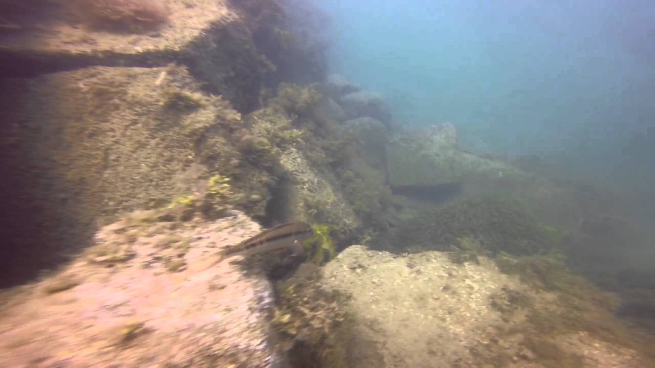 Mornington Pier/ Snapper Point dive - YouTube