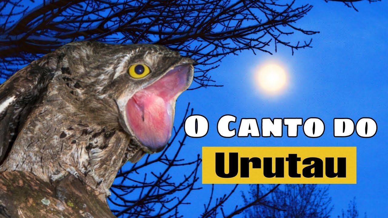 Canto do Urutau | UM CANTO ASSUSTADOR QUE VEM DE UMA AVE ESPETACULAR ...