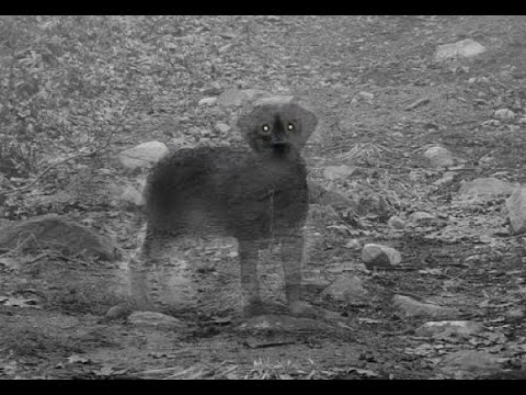 Призраки животных Ghosts of animals - YouTube