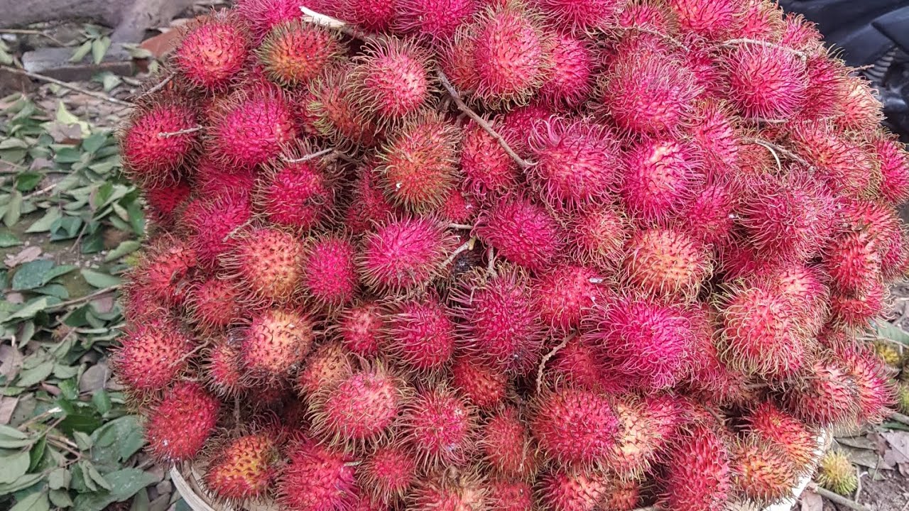 PANEN BUAH RAMBUTAN DI ATAP RUMAH 😱😱 Merah merona sangat manis 😍 #buah ...
