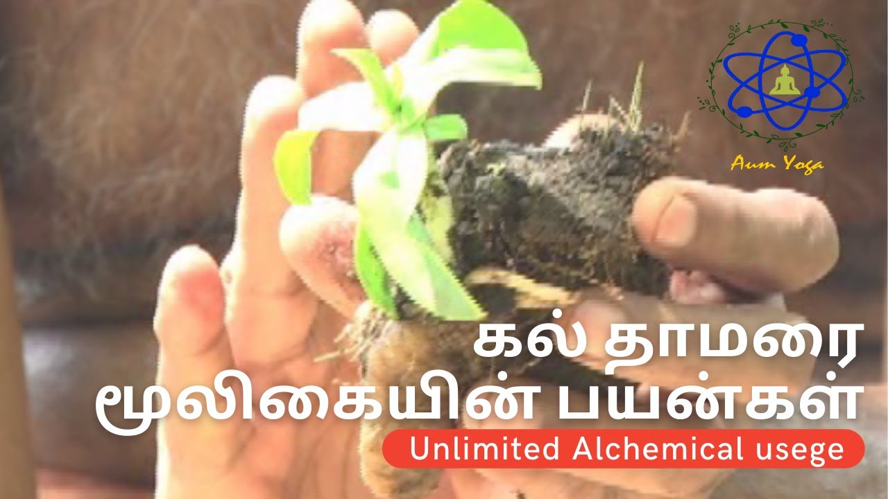 கல் தாமரை மூலிகையின் பயன்கள் |Alchemical | kal thamarai | कीमिया ...