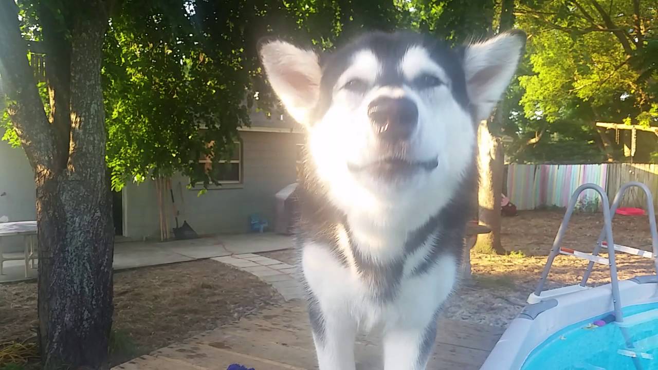 Tonka the Alaskan Malamute reacts to the birds singing atop his deck ...