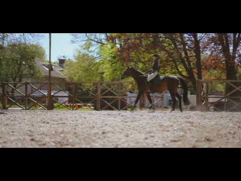 Horse Turn Around Walk Cycle - YouTube