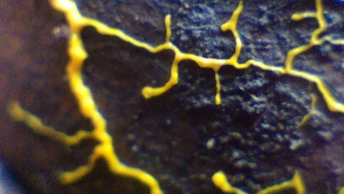 Plasmodial Slime Mold Under Microscope