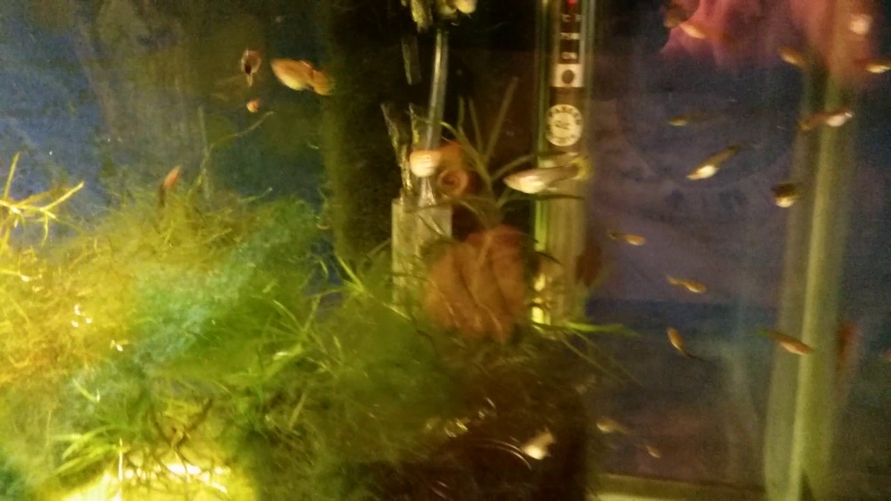 Guppy feeding time , grated blood worms. San Francisco bay brand fish ...