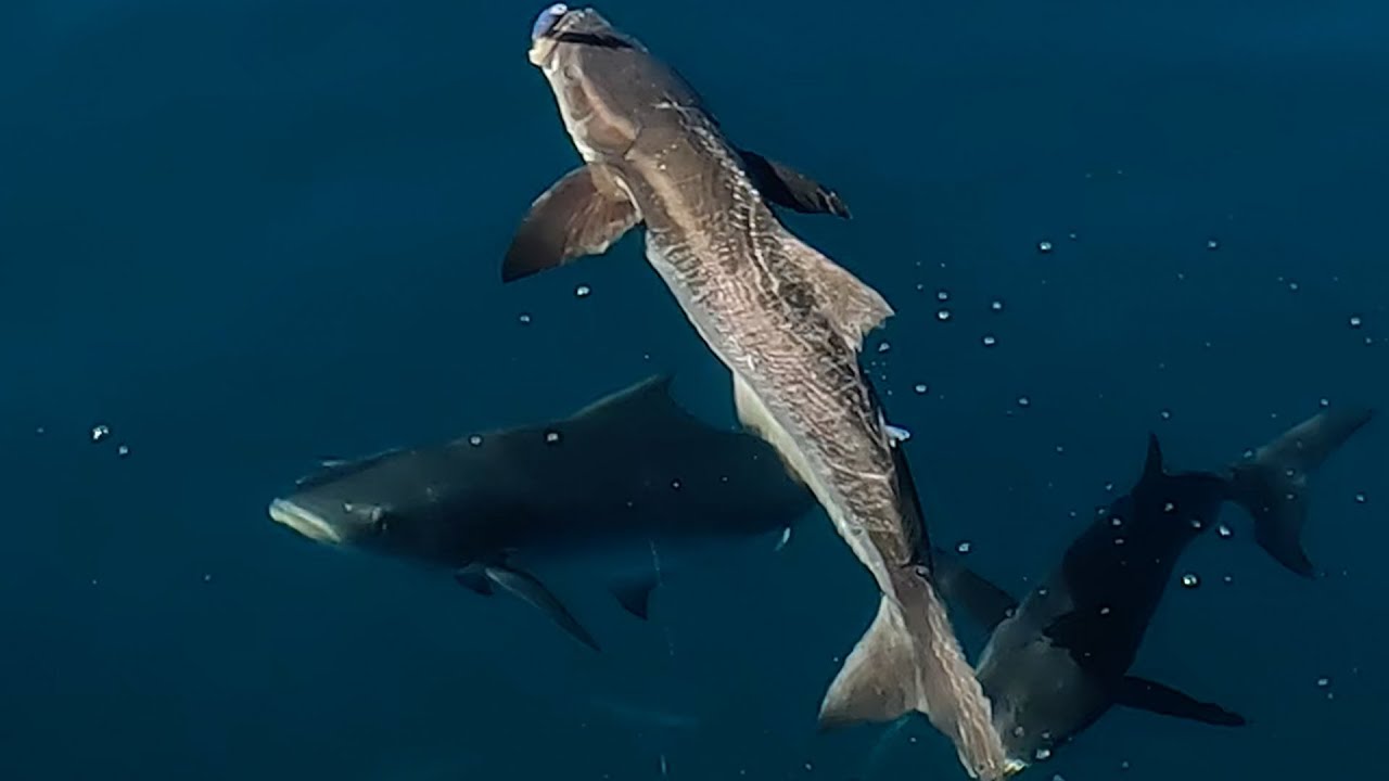 How To: Sight Casting Cobia On The Surface - YouTube