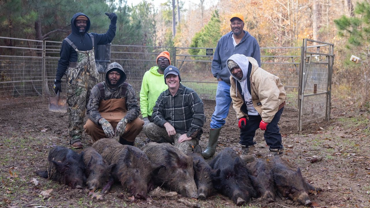 Trapping wild hogs with the brotherhood. Hilarious time!!! - YouTube