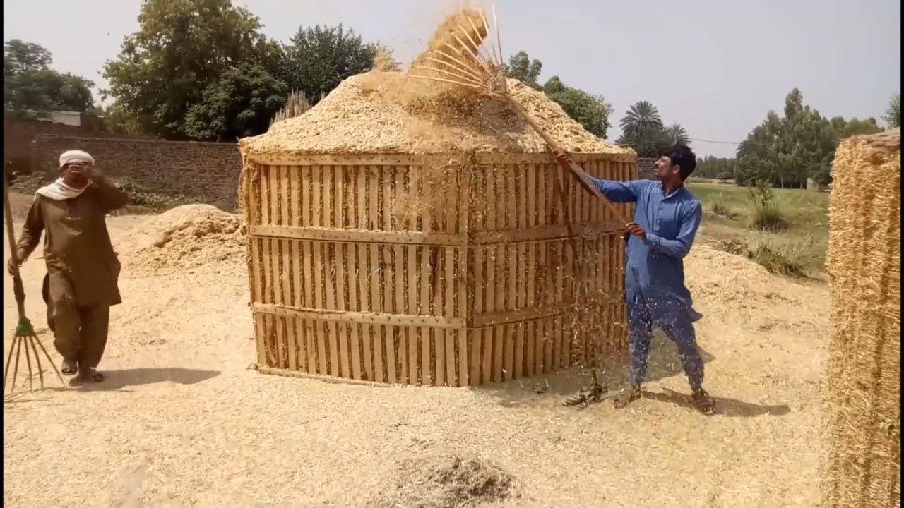 Gandum Ka Bhusa Store Karne ka Desi Tarika| How To Store Wheat Straw In ...