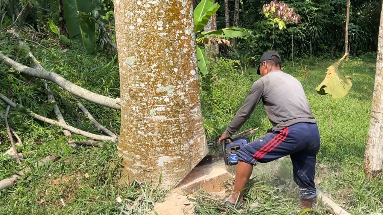 CUTTING DOWN GIANT TREE SACRED USING MAESTRO CHAINSAW IN THE FOREST ‼️ - YouTube