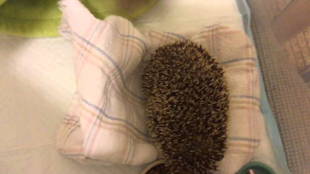 WHS Wobbly Hedgehog Syndrome Care - YouTube