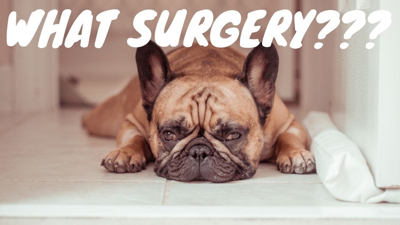 Back to Back Surgery │Grootie the Frenchie - YouTube