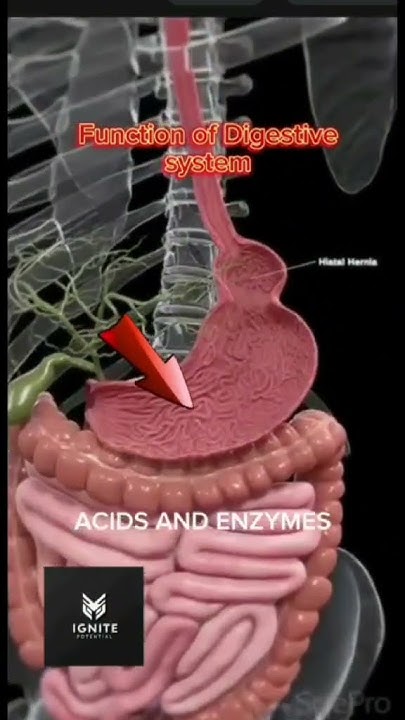 Understanding the Digestive System: Function & Processes - YouTube