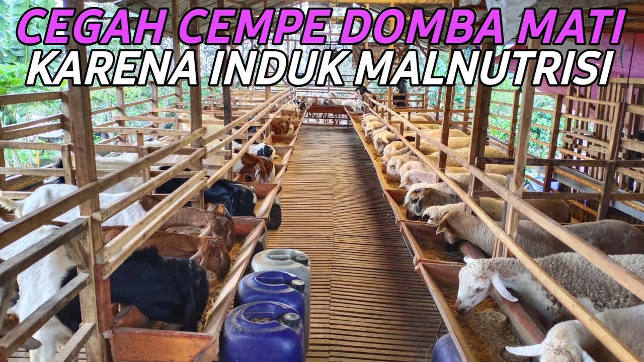 TERNAK DOMBA MENCEGAH CEMPE DOMBA MATI KARENA INDUK MALNUTRISI DENGAN ...