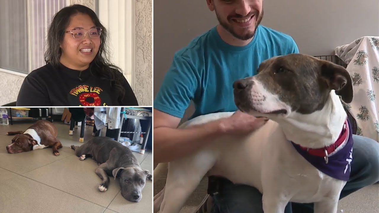 The Animal Foundation says fosters are just as important as adoptees ...